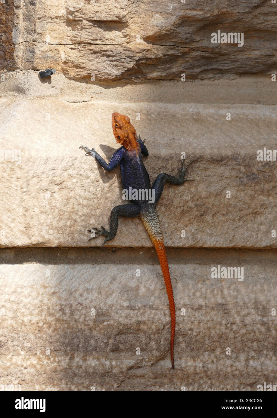 Orange grey lizard hi-res stock photography and images - Alamy