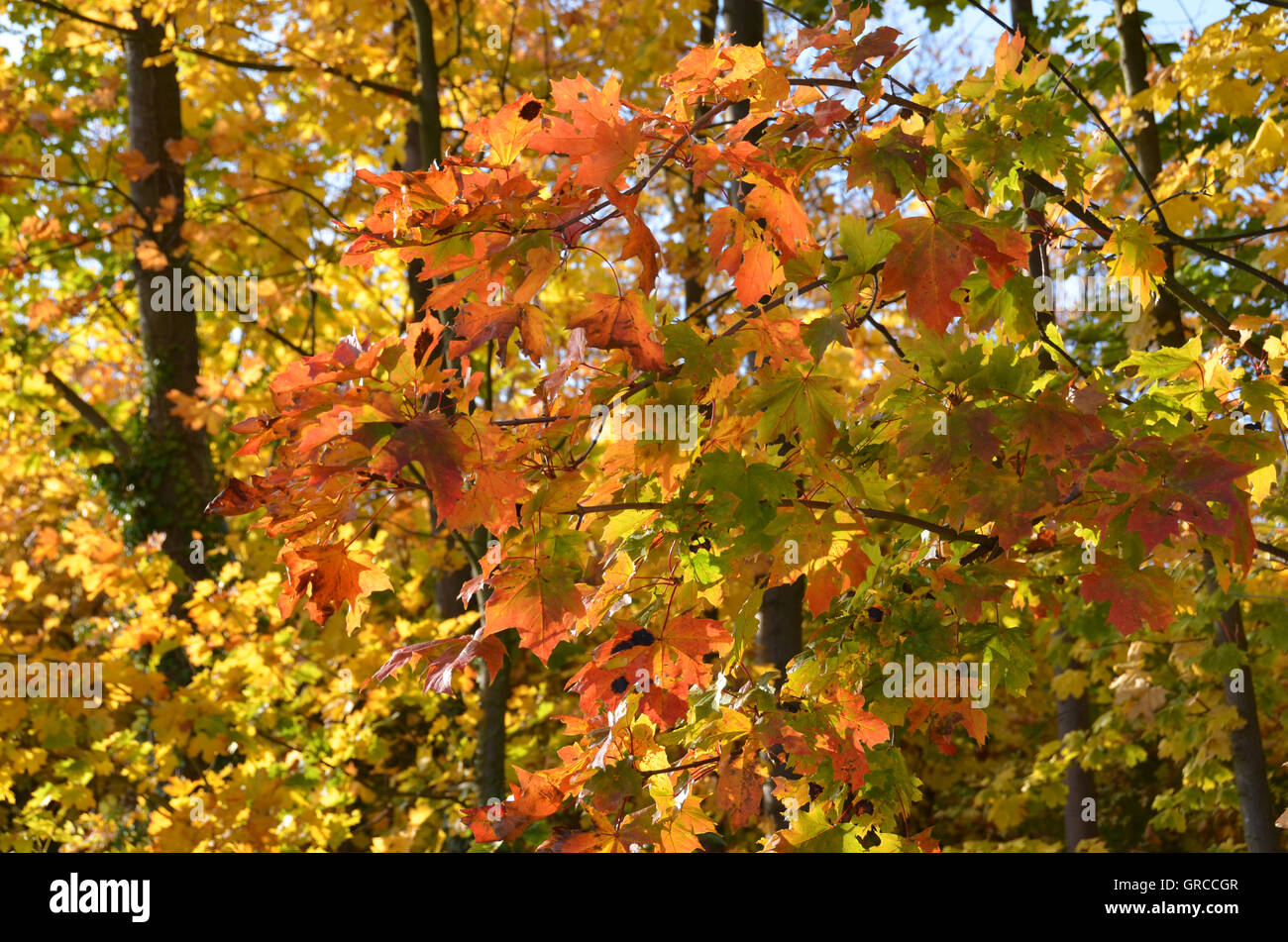 Broadleaf maple hi-res stock photography and images - Alamy