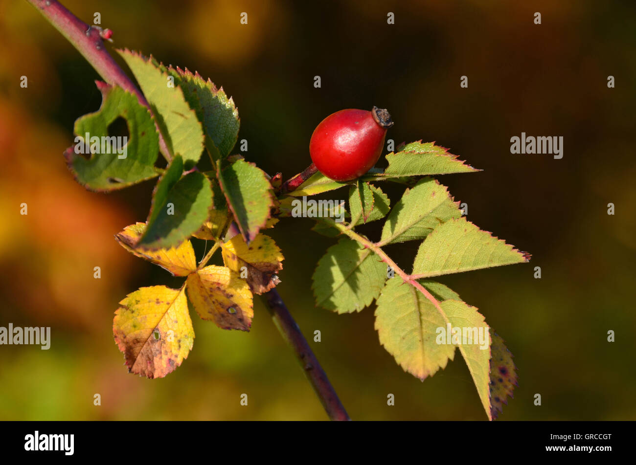 Rose hip shrubs hi-res stock photography and images - Alamy