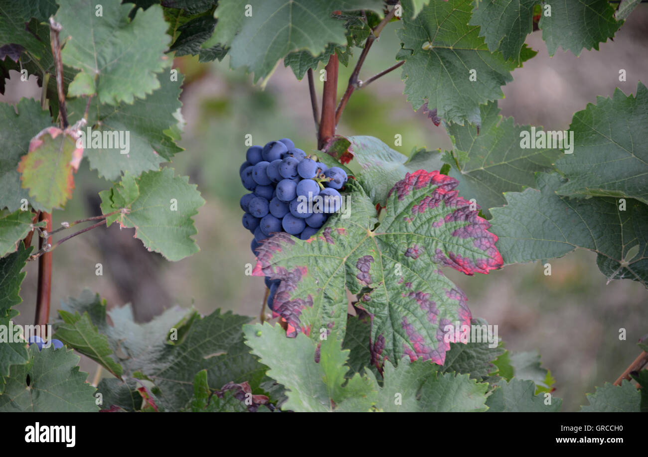 Plant with blue grapes hi-res stock photography and images - Alamy