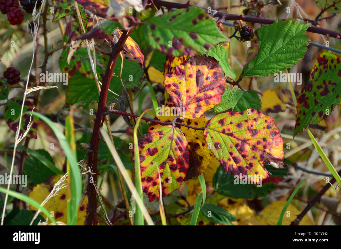 Bramble Leaves In Autumn Stock Photo - Alamy