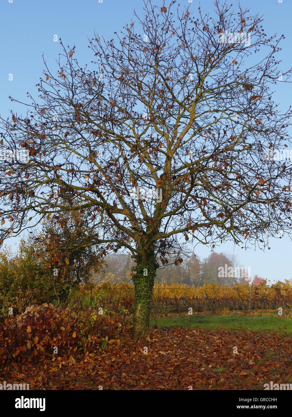 Bare Walnut Tree In Autumn Stock Photo - Alamy