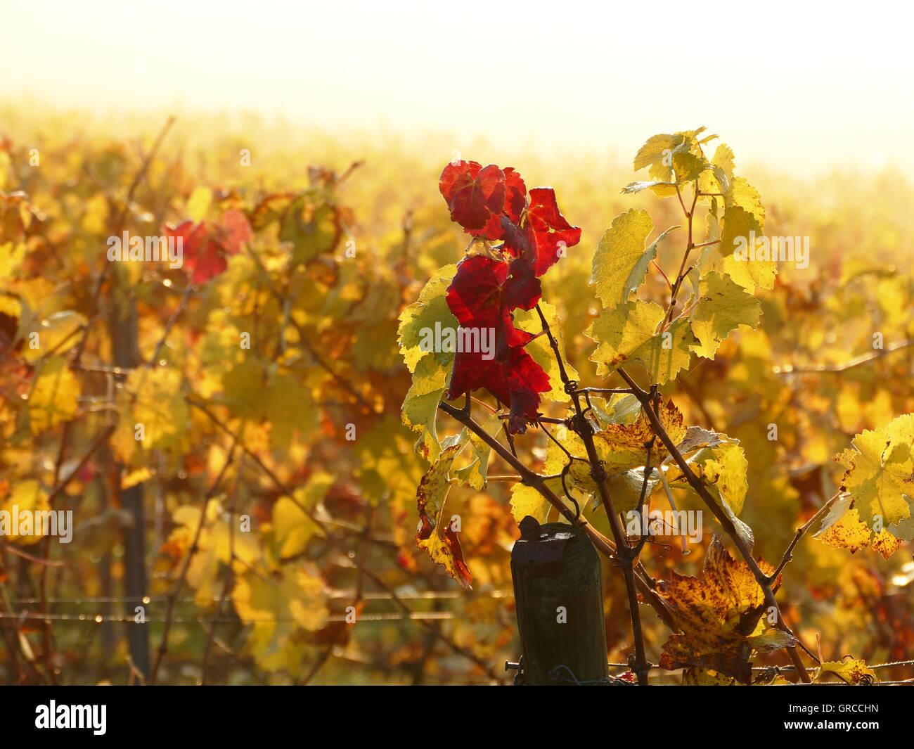 Blur of colour and symbol for protrude from the others hi-res stock ...