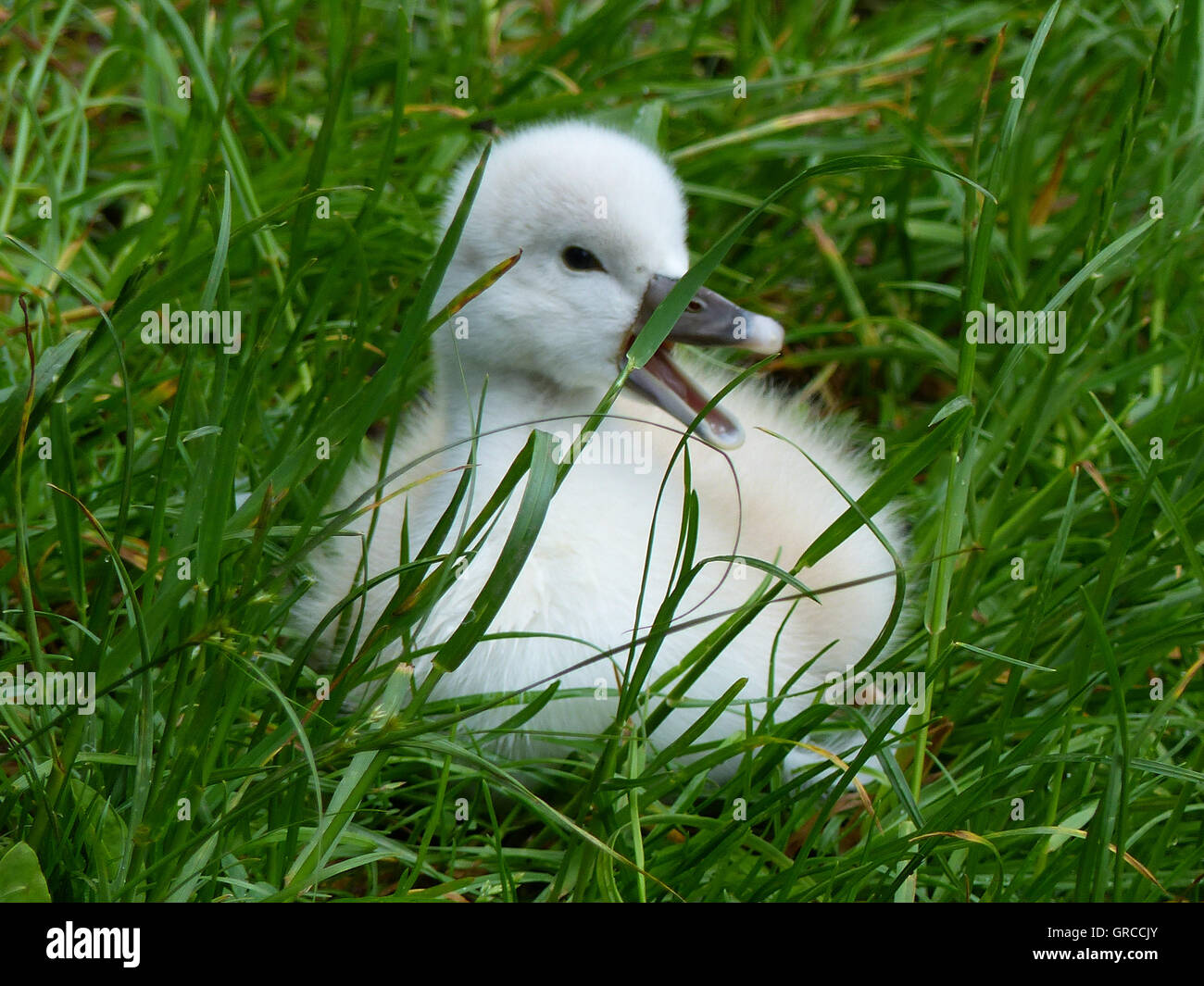 Gossling swan hi-res stock photography and images - Alamy