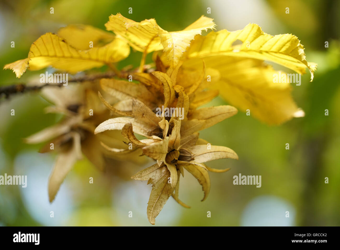 Beechnuts At Autumnal Beech Branch Stock Photo - Alamy