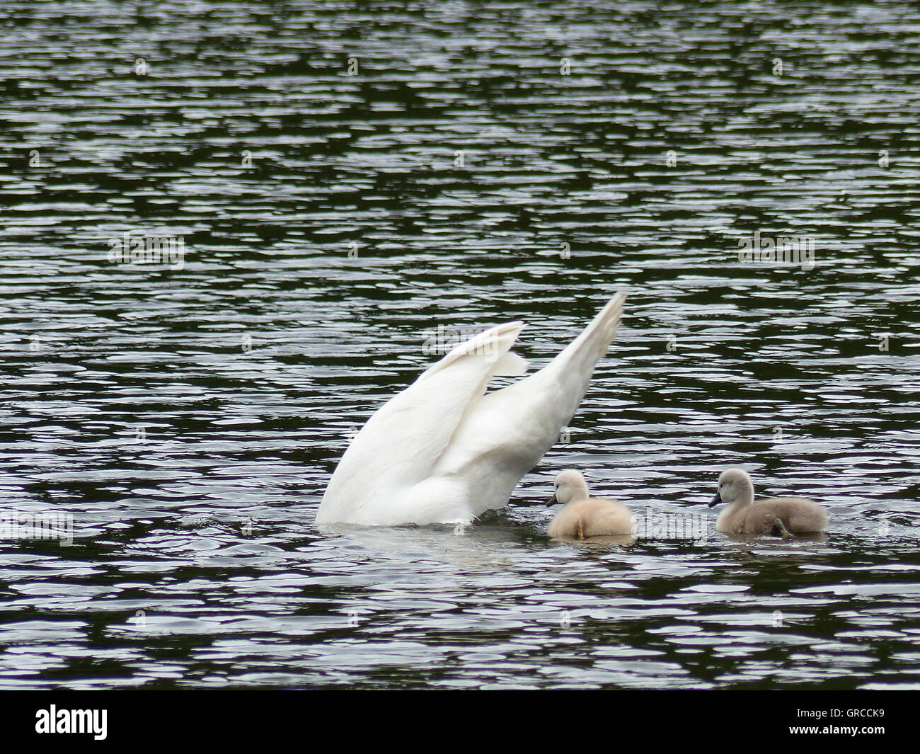Swan head underwater hi-res stock photography and images - Alamy