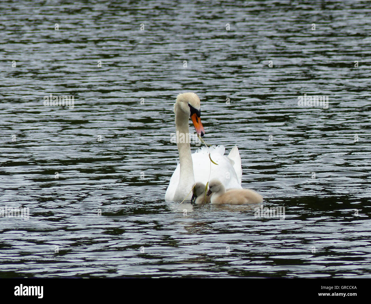 Swan Mum Swimming On The Water Together With Her Two Little Gosling ...