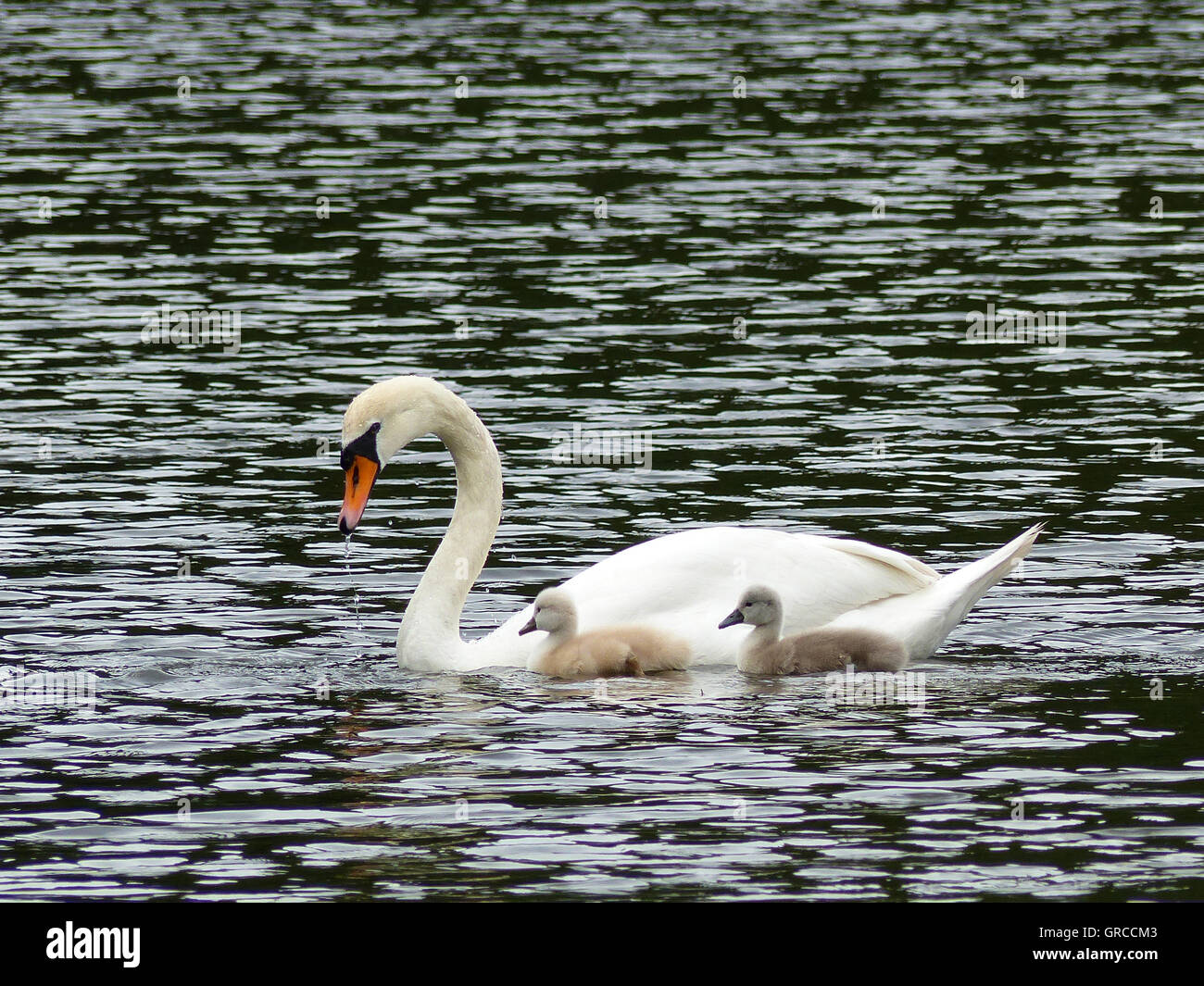 Swan Mum Swimming On The Water Together With Her Two Little Gosling ...