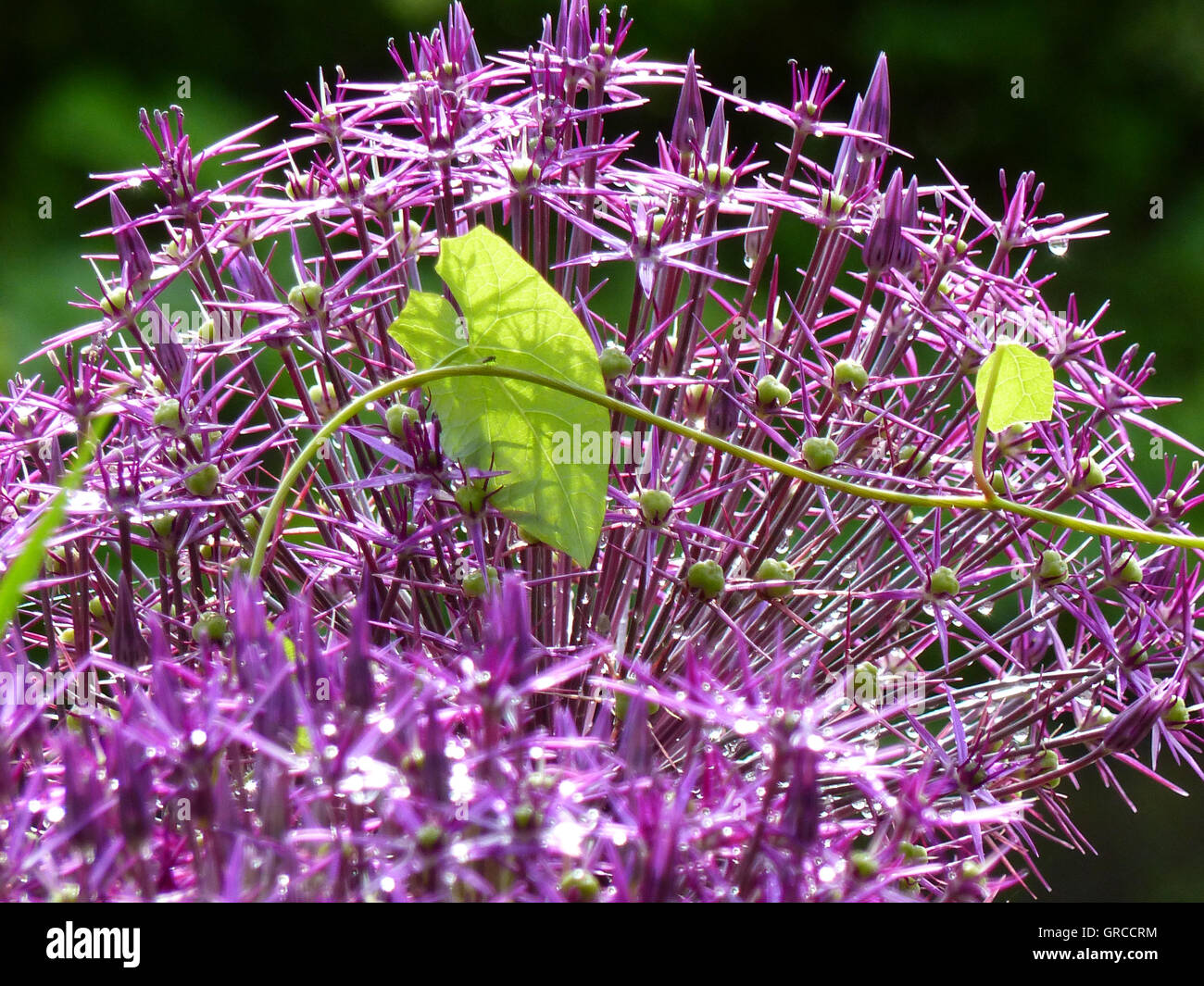 Purple Flower Beauty In Backlight With A Green Leaf, Stars Of Persia ...