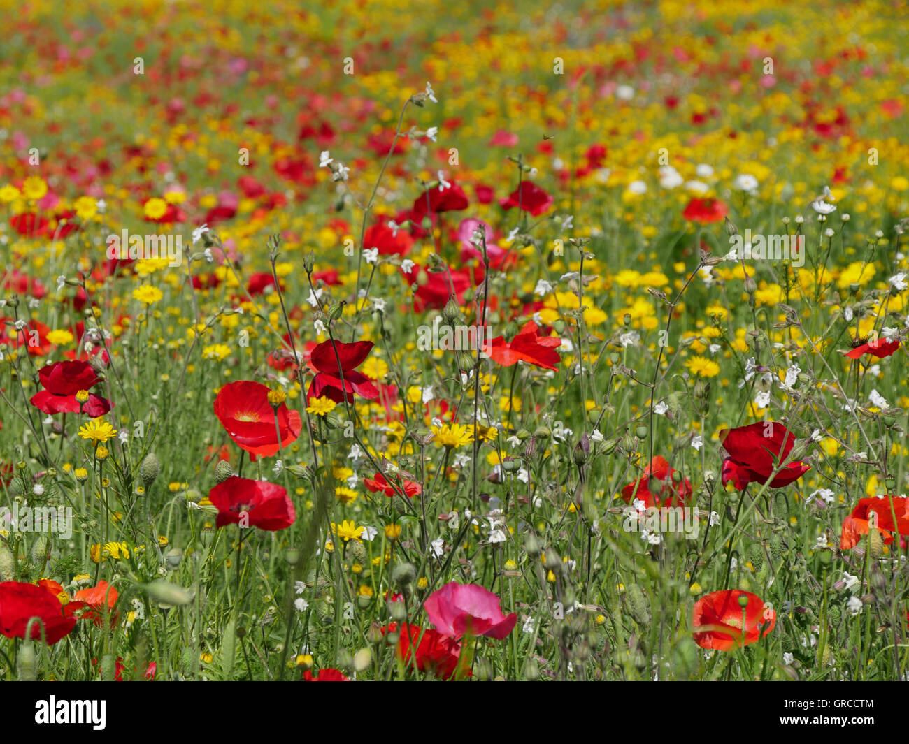 As the early summer meadows come into bloom hi-res stock photography ...