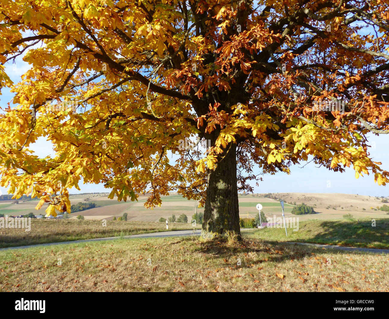 Chestnut Tree In Autumn, Swabian Alb Stock Photo - Alamy