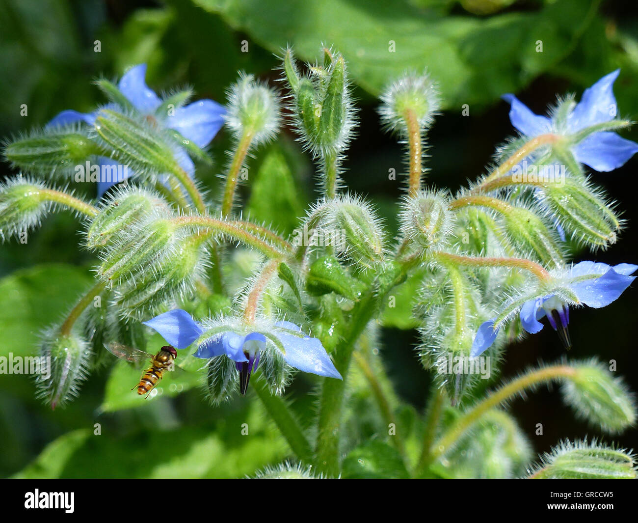 Common Borage, Borago Officinalis, With Dark Background Stock Photo - Alamy