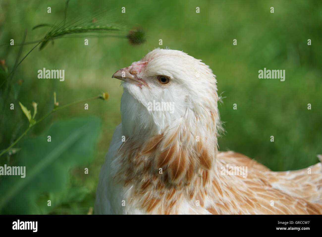 German Salmon Fowl, Pullet, Portrait Stock Photo - Alamy