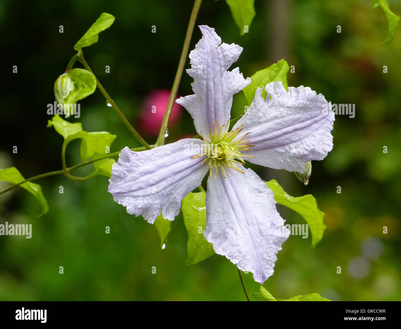 Clematis flower and leaves hi-res stock photography and images - Alamy