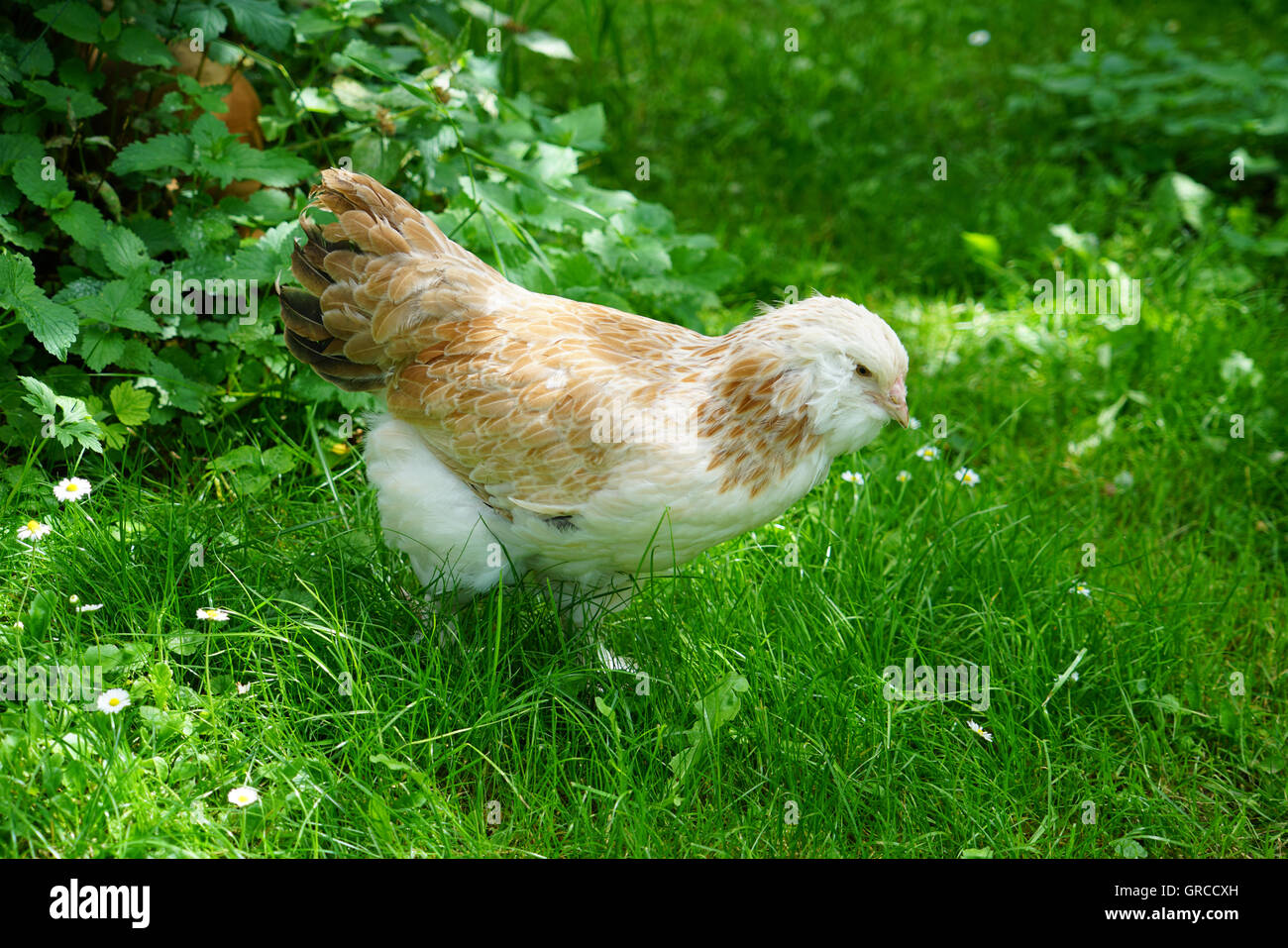 German Salmon Fowl, Pullet, Free-Range Stock Photo - Alamy