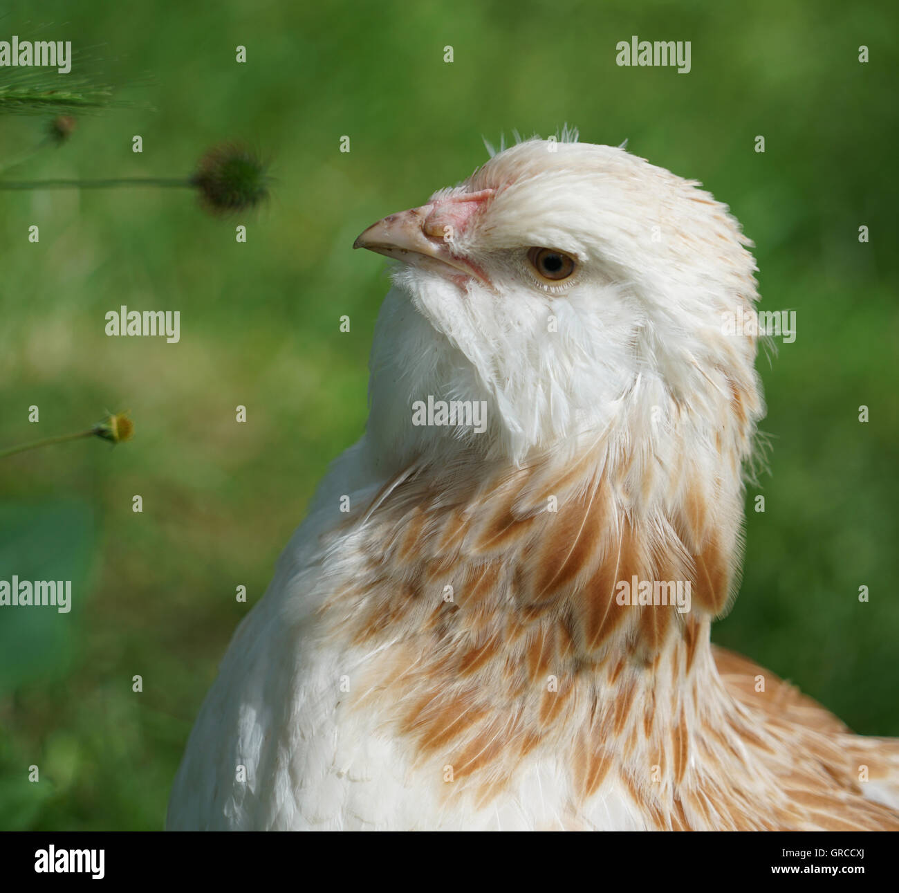 German Salmon Fowl, Pullet, Portrait Stock Photo - Alamy