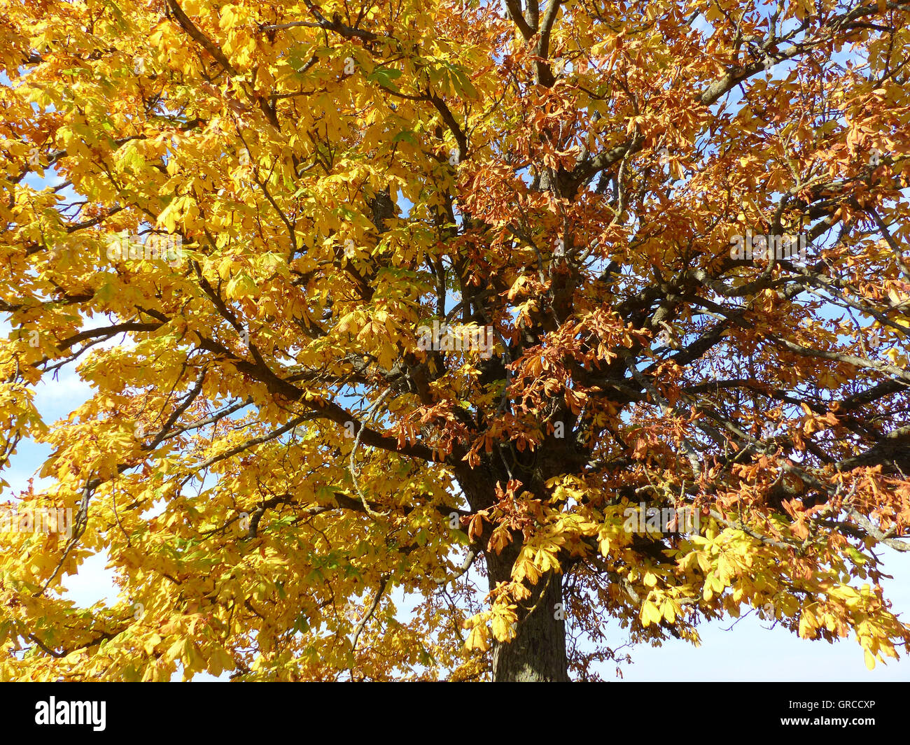 Chestnut Tree In Autumn Stock Photo - Alamy