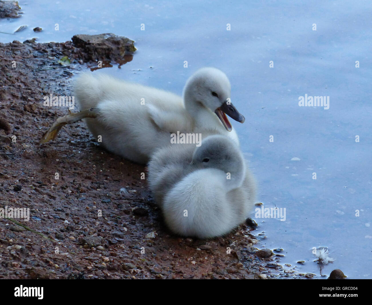 Two goslings by the water hi-res stock photography and images - Alamy