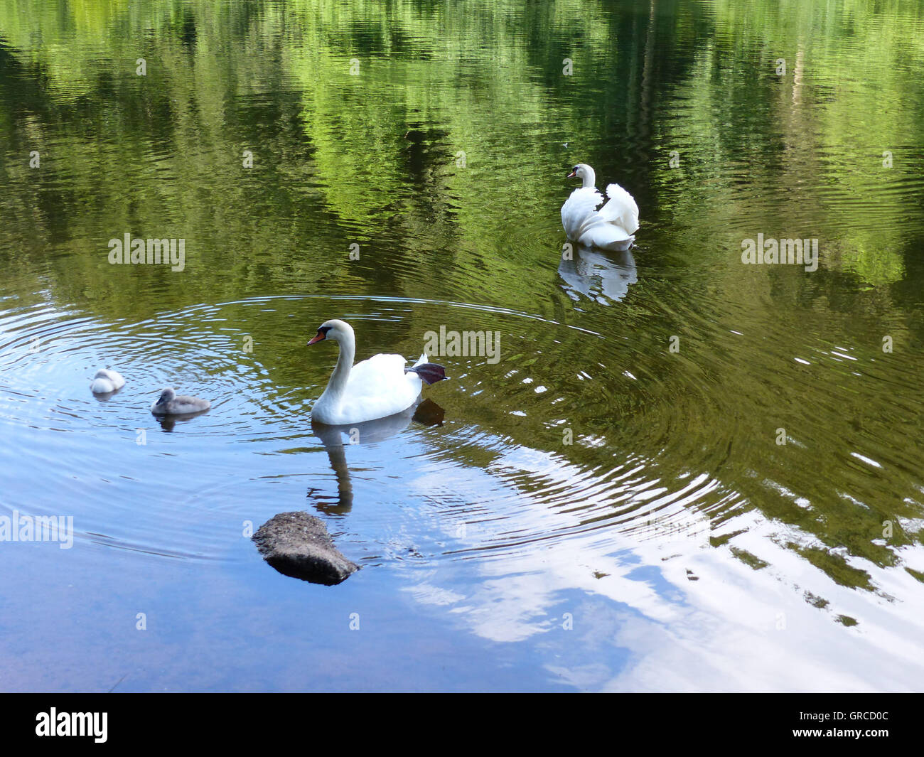 Swan Familiy With Two Swan Chicks Which Are Two Weeks Old Stock Photo ...