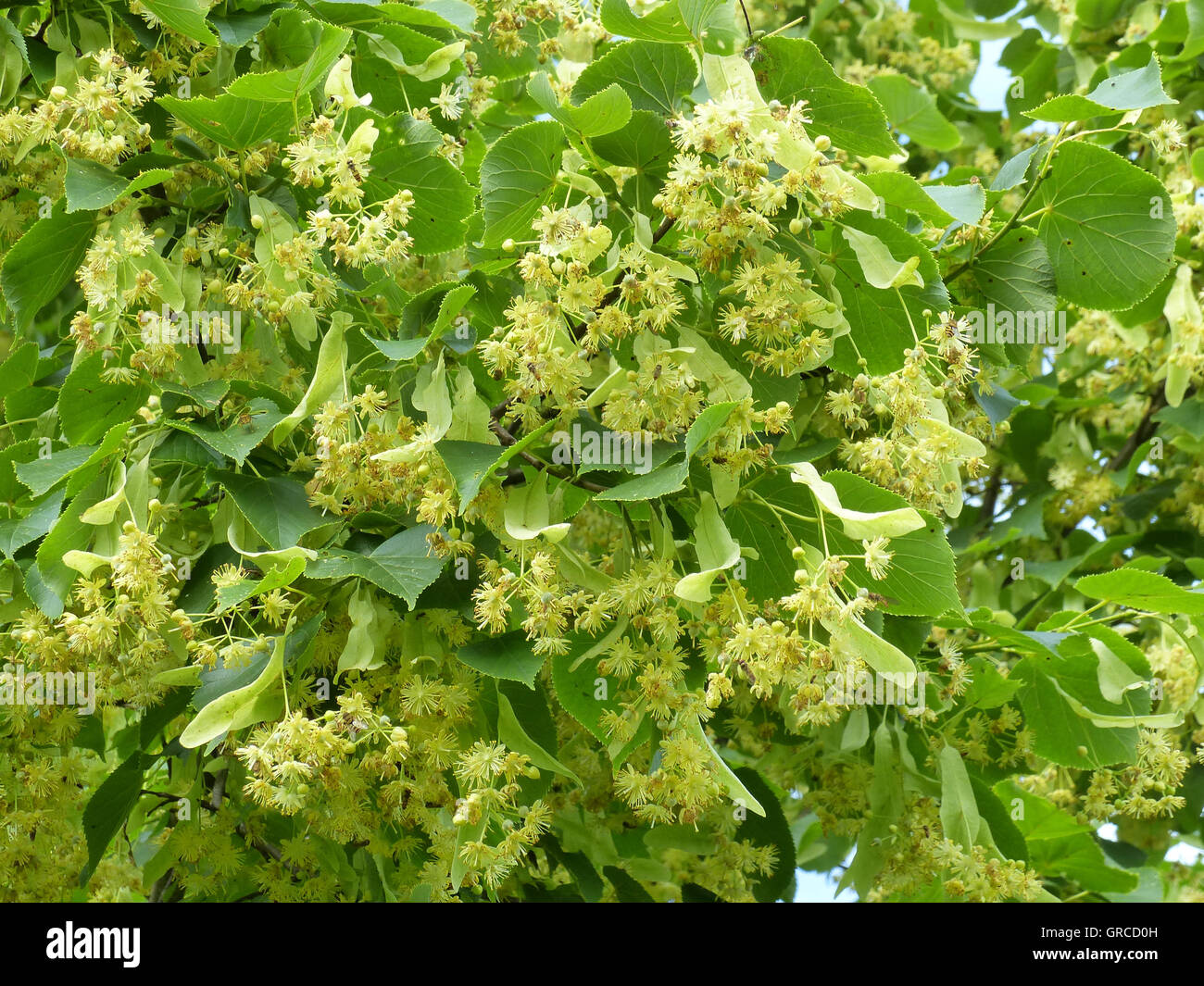 Linden Blossoms, Blossoming Linden Tree Stock Photo - Alamy
