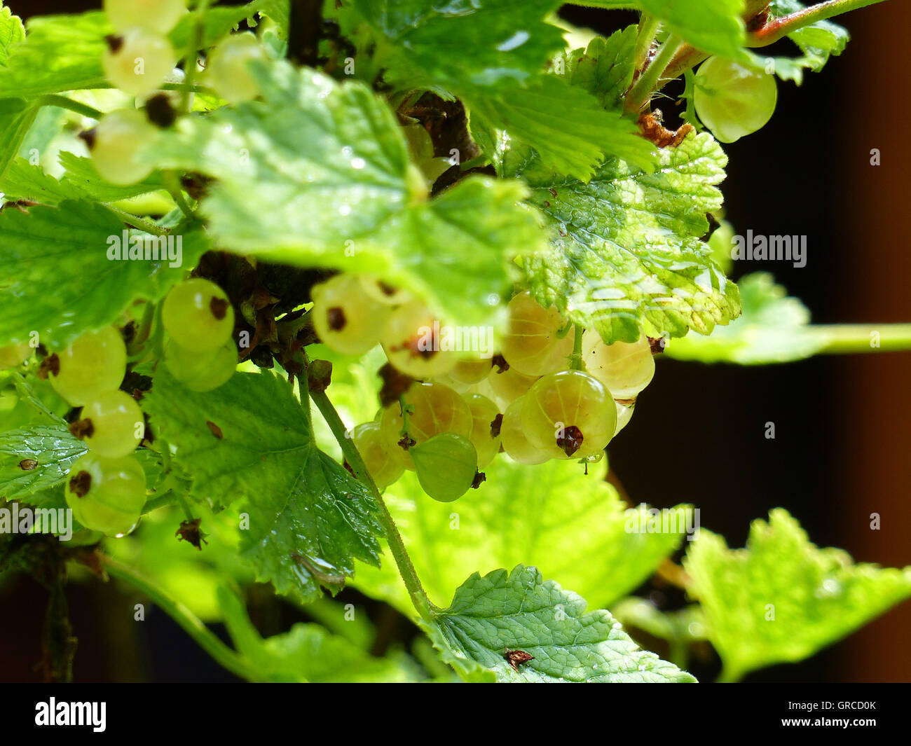 Close up green currants hi-res stock photography and images - Alamy