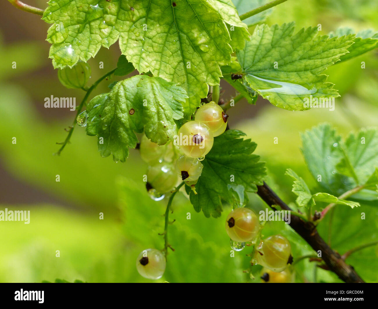 Branches of currants hi-res stock photography and images - Alamy