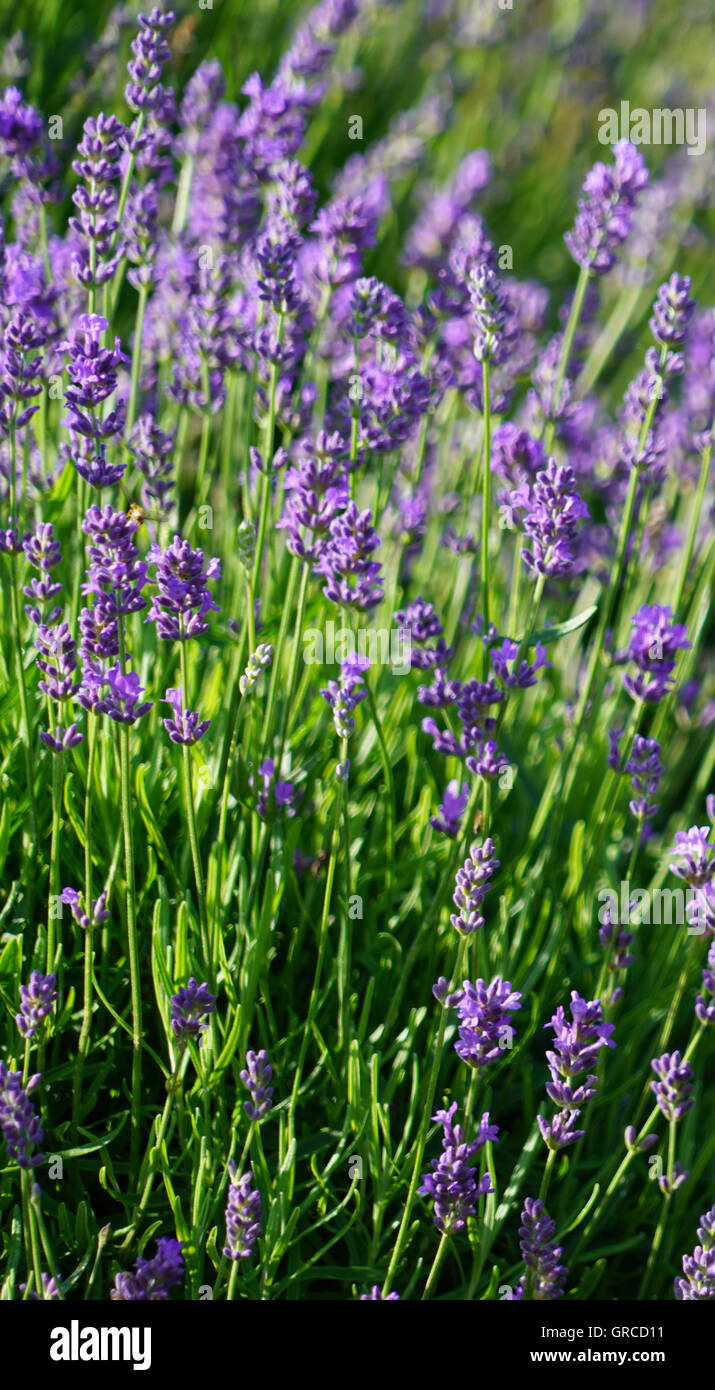 True Lavender, Lavandula Angustifolia Stock Photo - Alamy