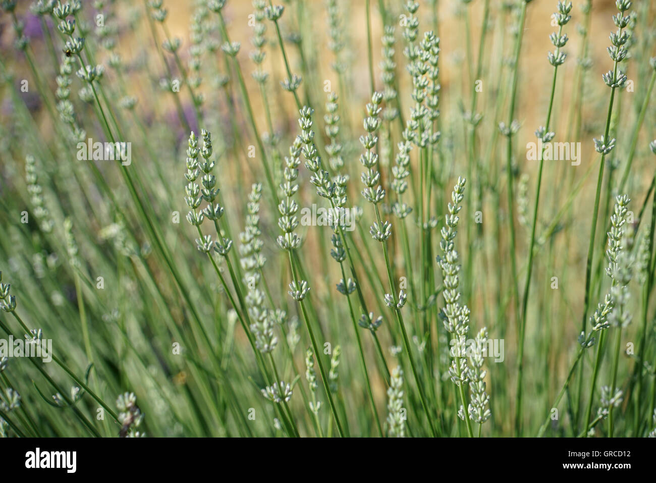 White Lavender, Lavandula Augustifolia Stock Photo - Alamy