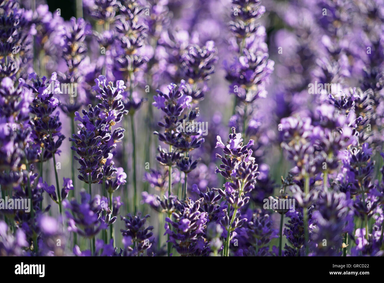 True Lavender, Lavandula Angustifolia Stock Photo - Alamy