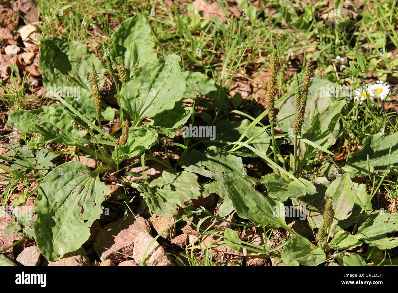 Common Plantain, Plantago Major Stock Photo - Alamy