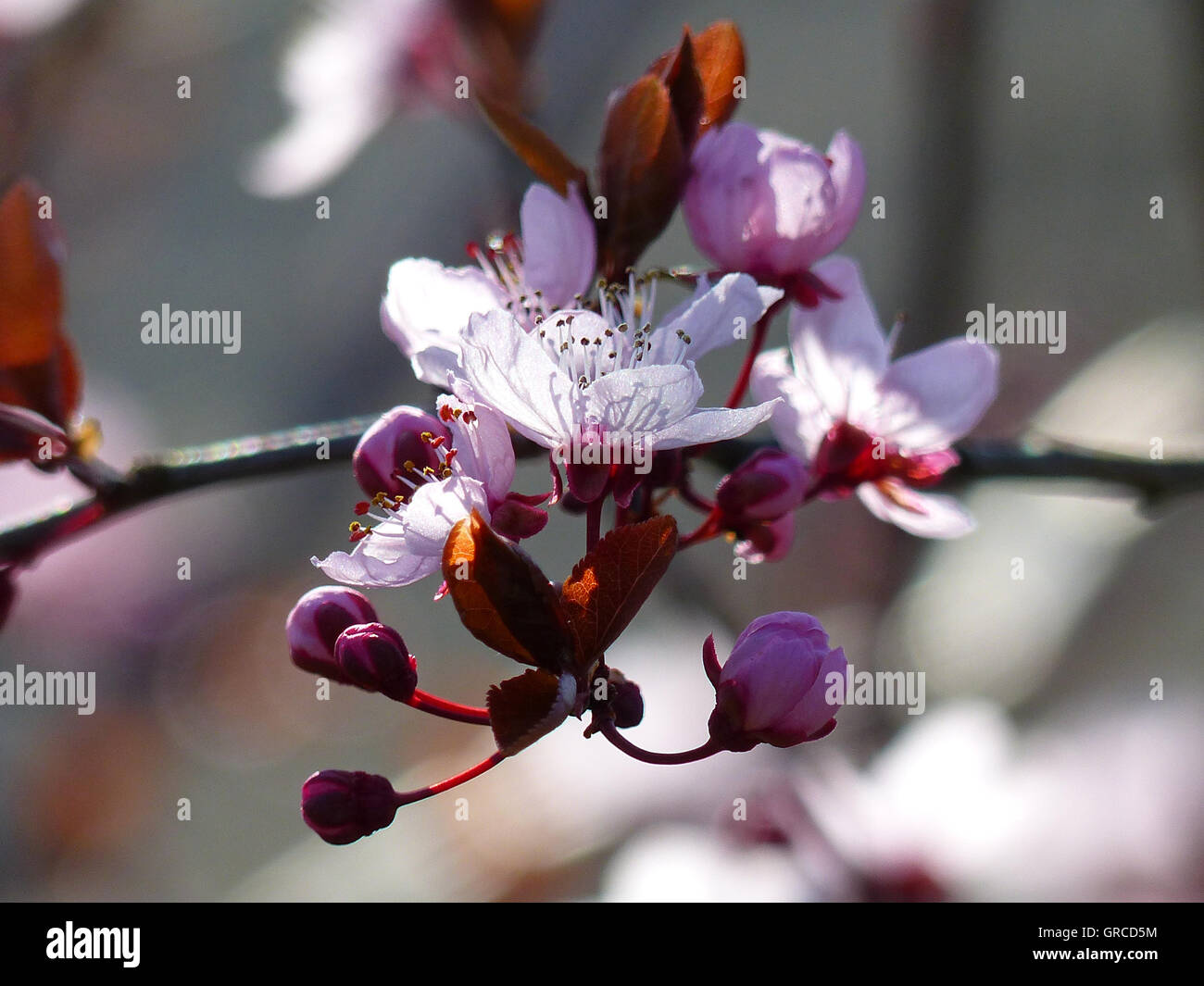 Pinky tree hi-res stock photography and images - Alamy