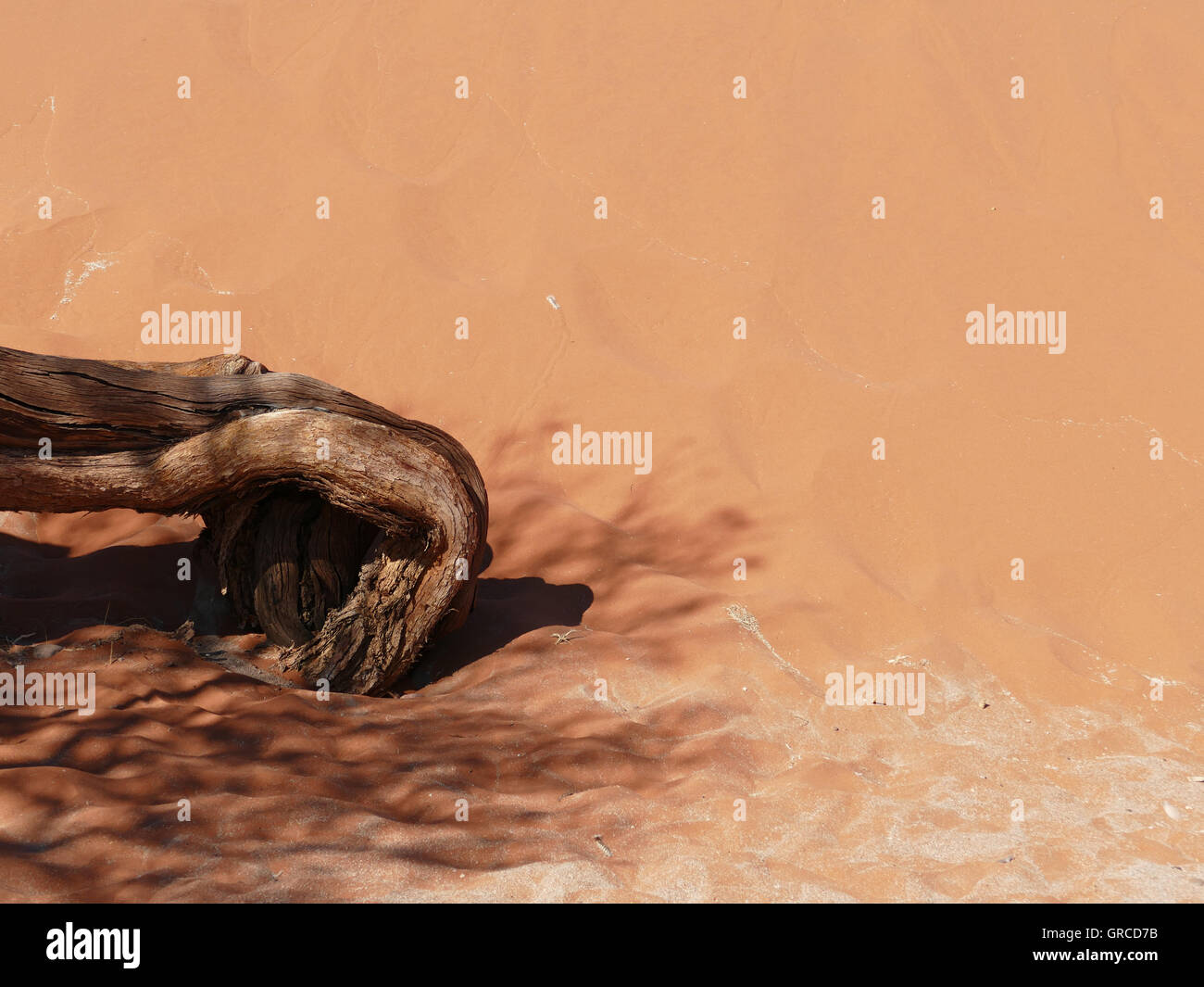 Tree Uprooted By The Sand Masses Of Dune 45, Sossusvlei Namib Desert ...