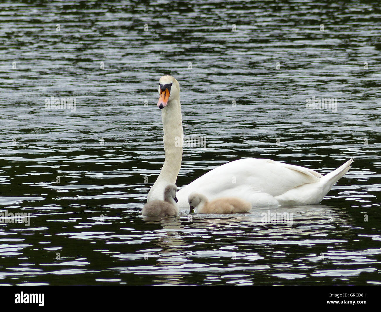 Swan Mum Swimming On The Water Together With Her Two Little Gosling ...