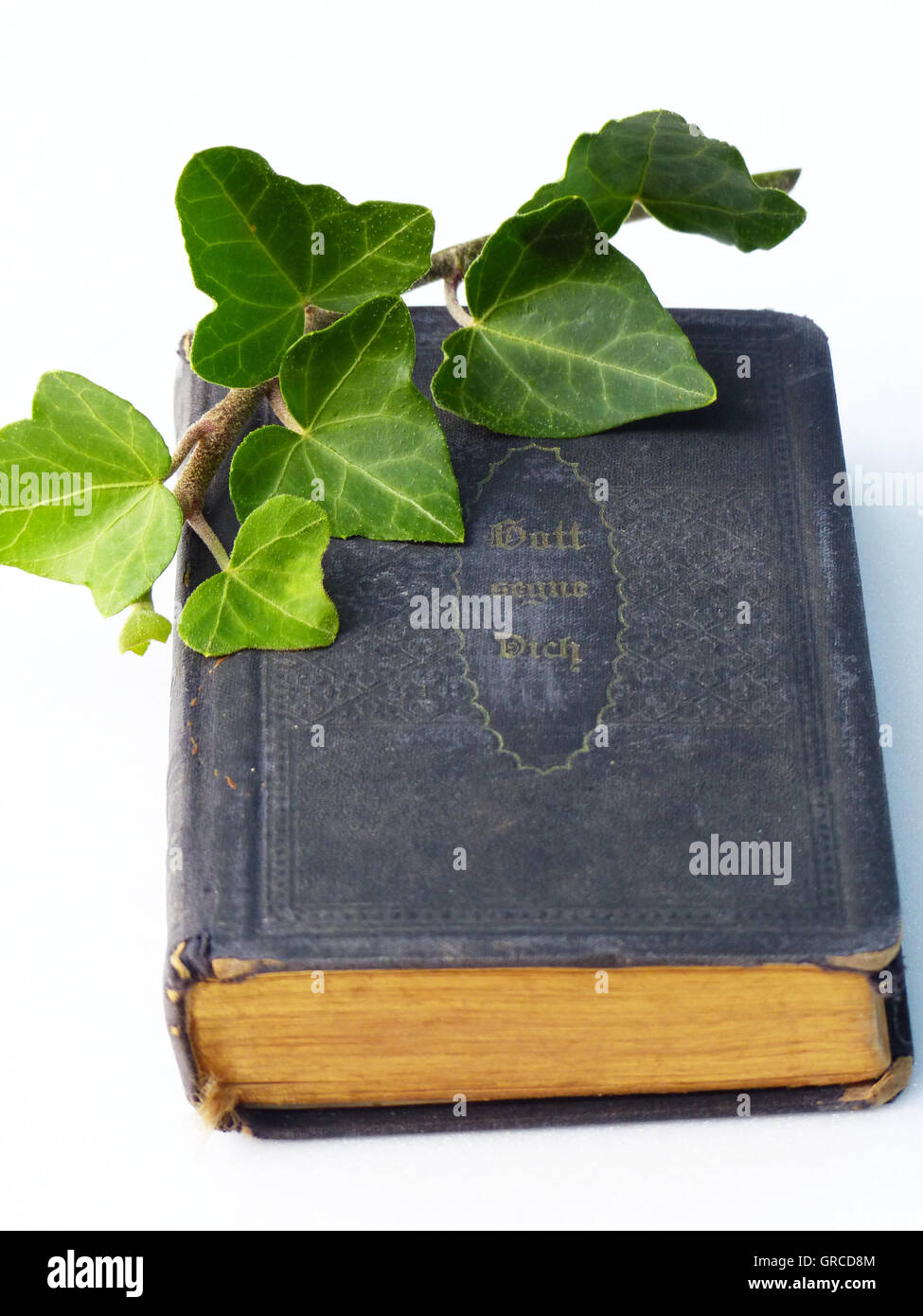 Plants of the bible hi-res stock photography and images - Alamy