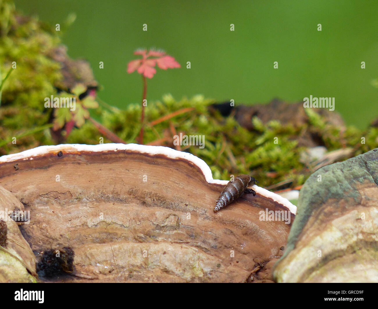 Brown And White Tree Fungus With A Snail, Green Background Stock Photo ...