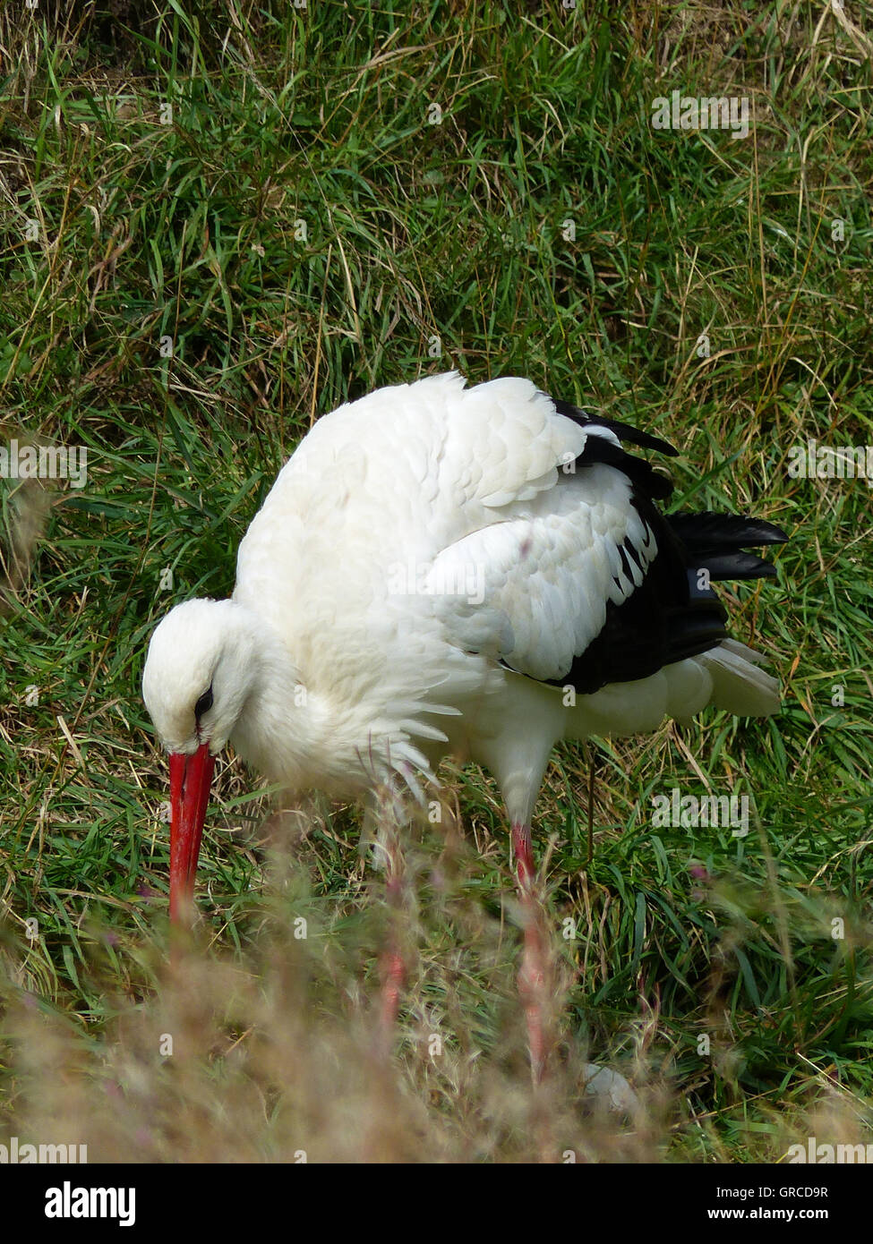 Stork On A Meadow Stock Photo - Alamy