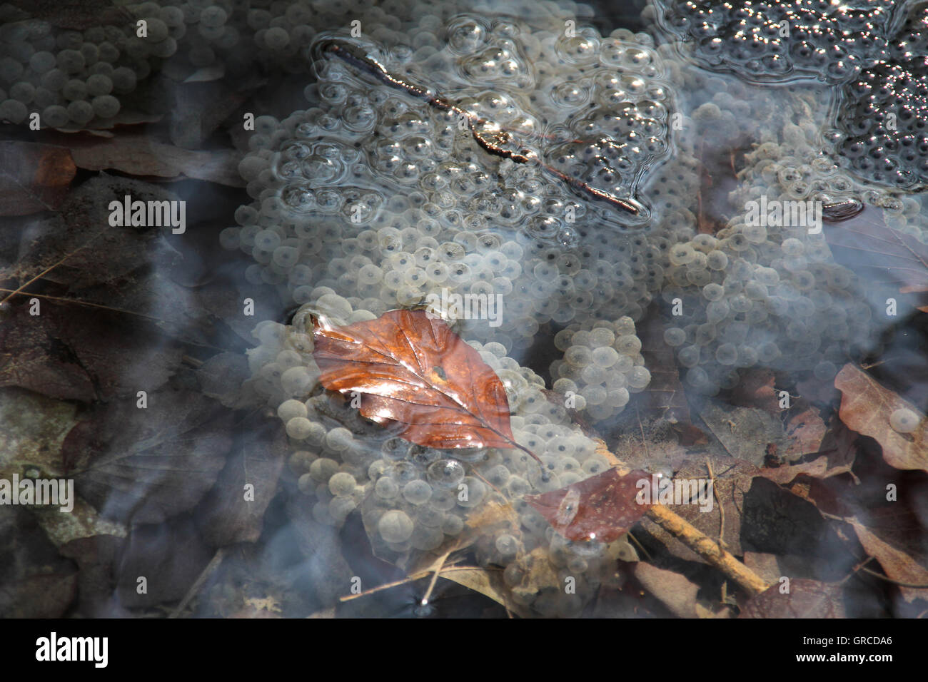 Frog spawn closeup hi-res stock photography and images - Alamy