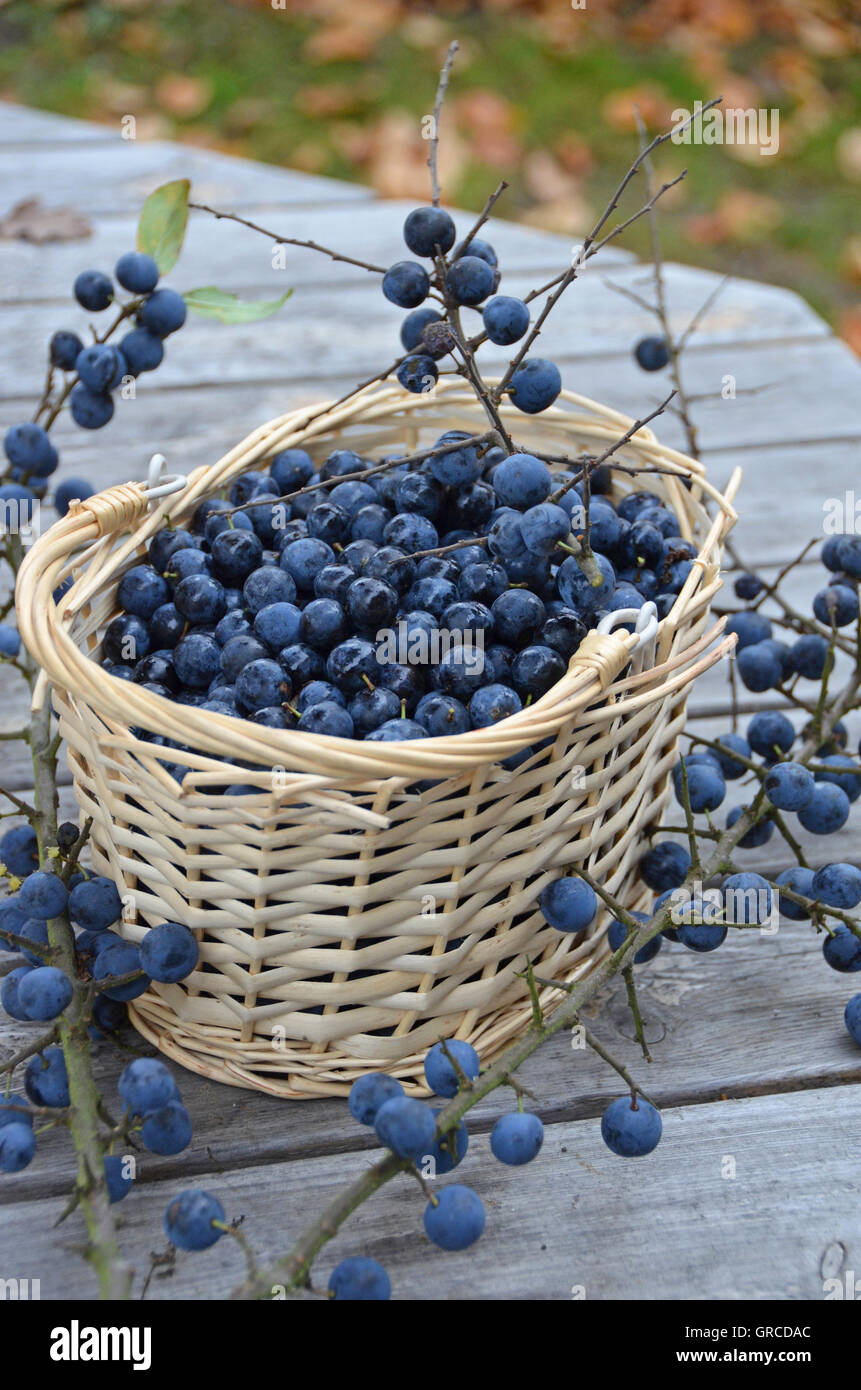 Sloes hi-res stock photography and images - Alamy