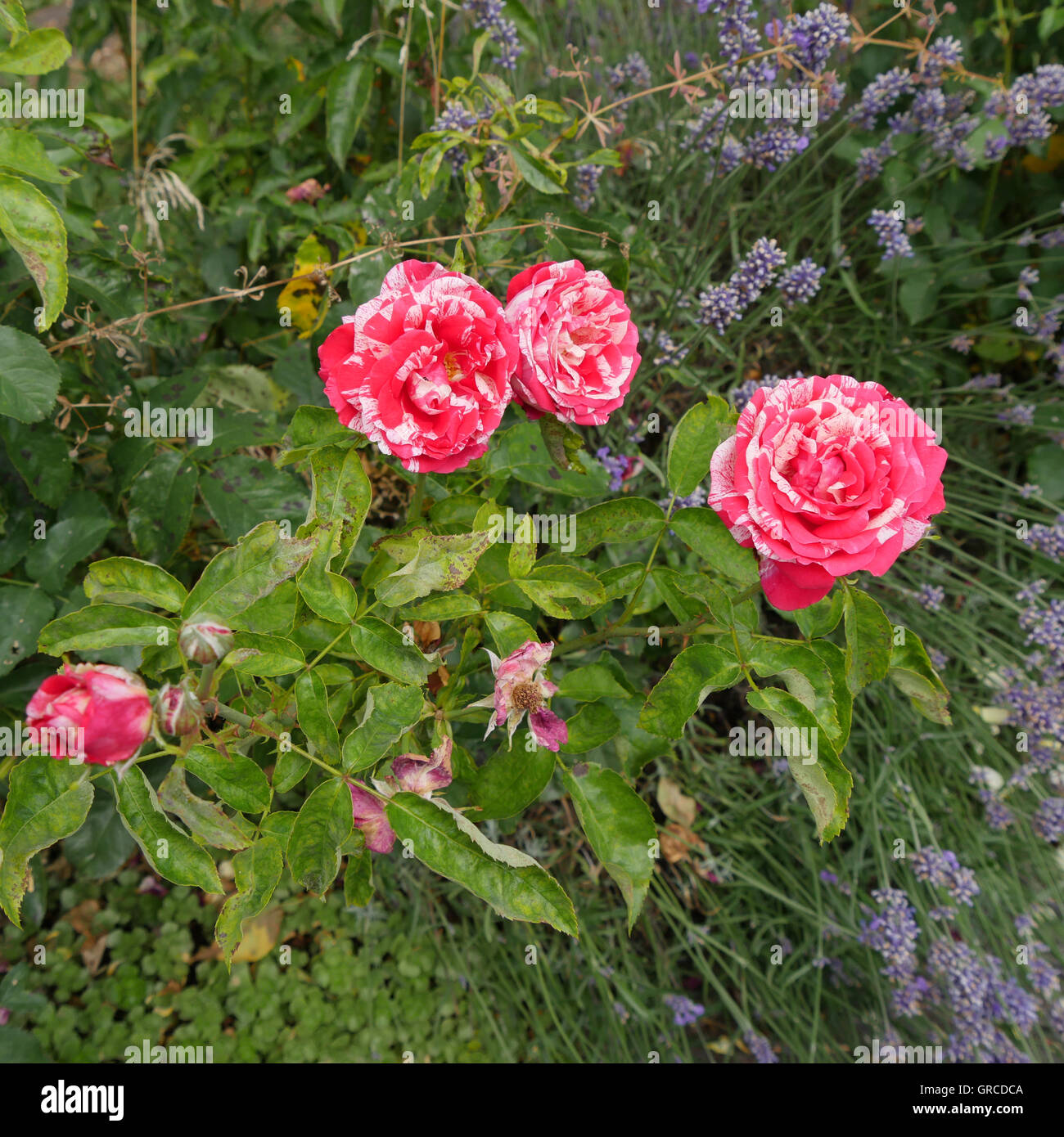 Stock roses bloom hi-res stock photography and images - Alamy