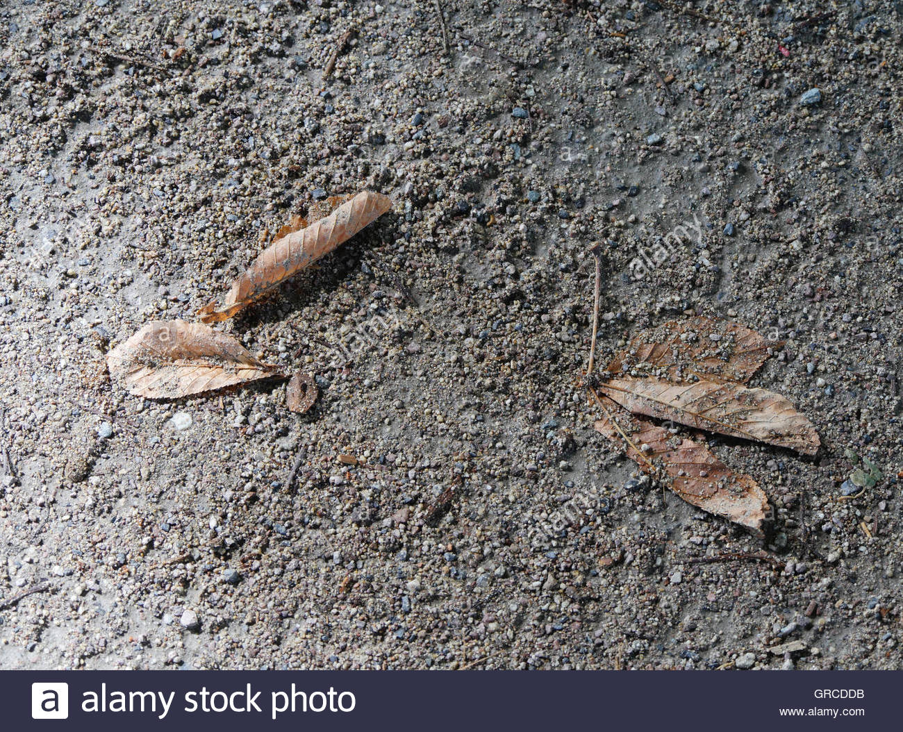 Shriveled Leaves Stock Photos & Shriveled Leaves Stock Images - Alamy