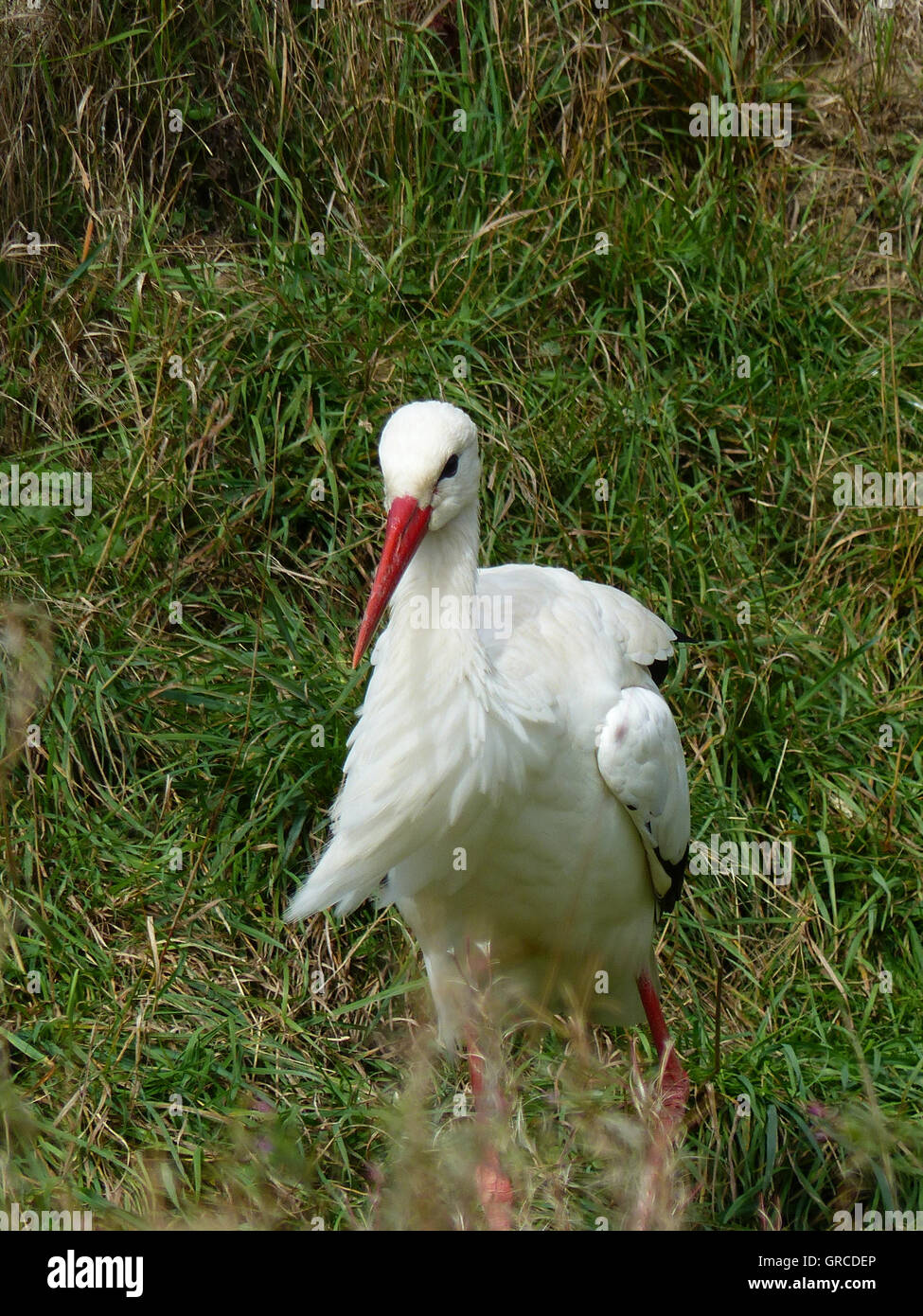 Stork On A Meadow Stock Photo - Alamy