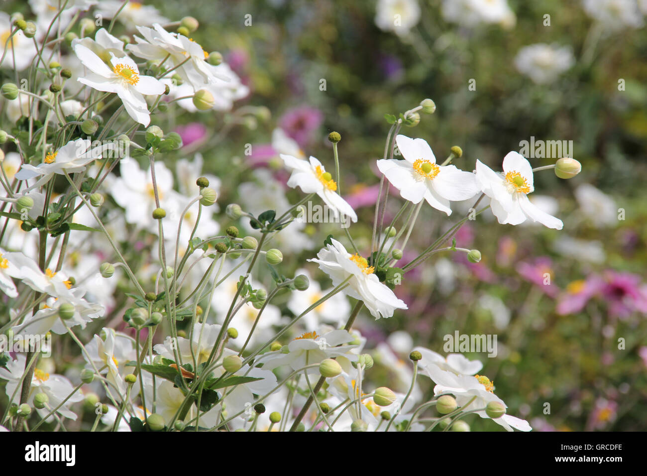 White Anemones, Autumn Anemones Stock Photo - Alamy