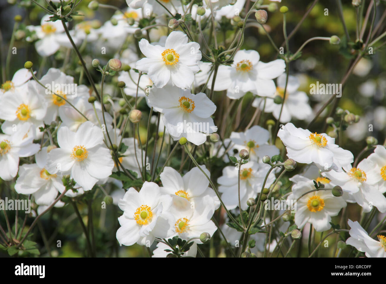 White Anemones, Autumn Anemones Stock Photo - Alamy