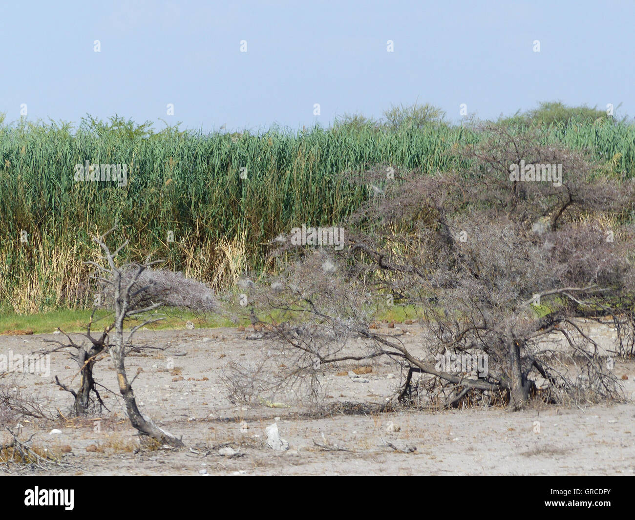 Namibian grasses hi-res stock photography and images - Alamy
