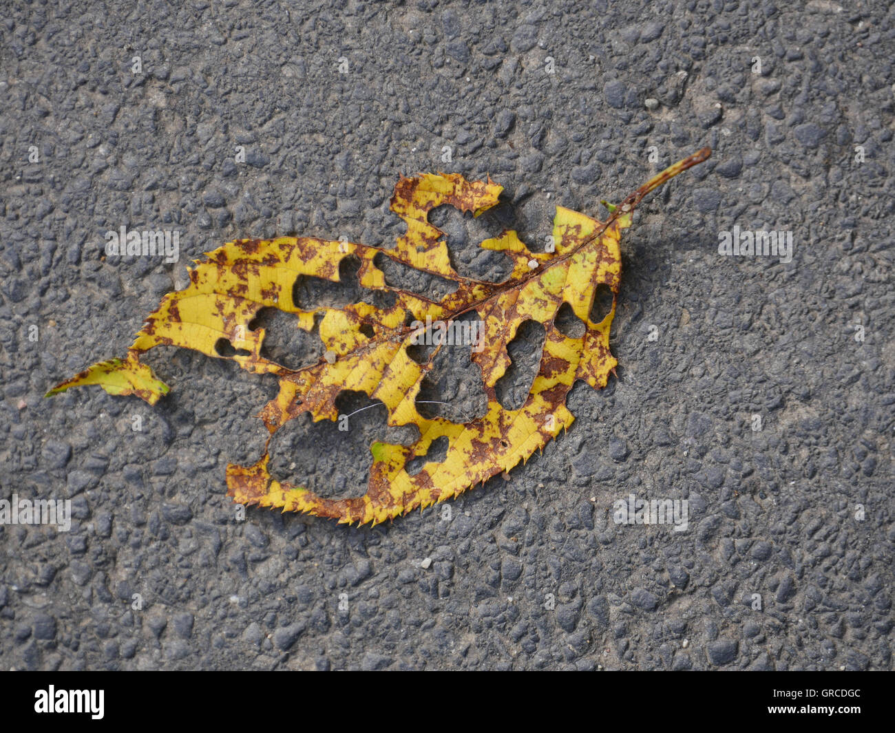 Holey Autumn Leaf On Asphalt Stock Photo - Alamy