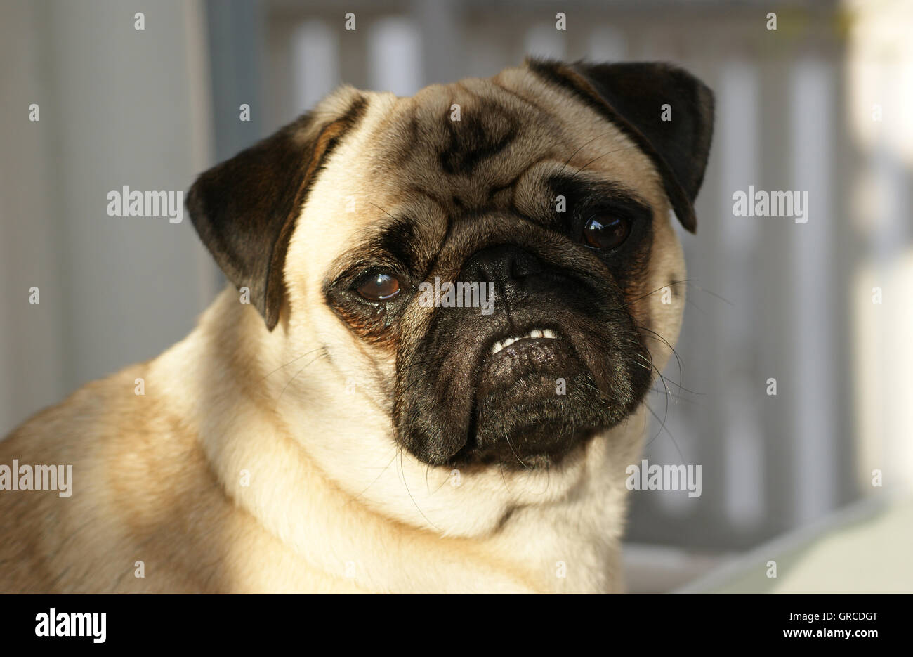 Beige Pug, Portrait Stock Photo - Alamy