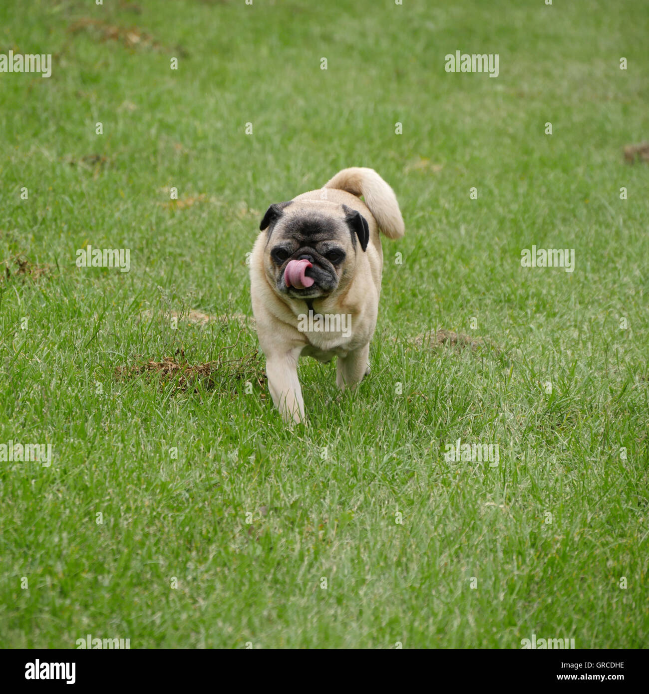 Beige pug on tour hi-res stock photography and images - Alamy