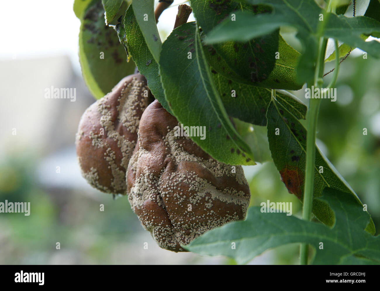 Hanging fungus hi-res stock photography and images - Alamy