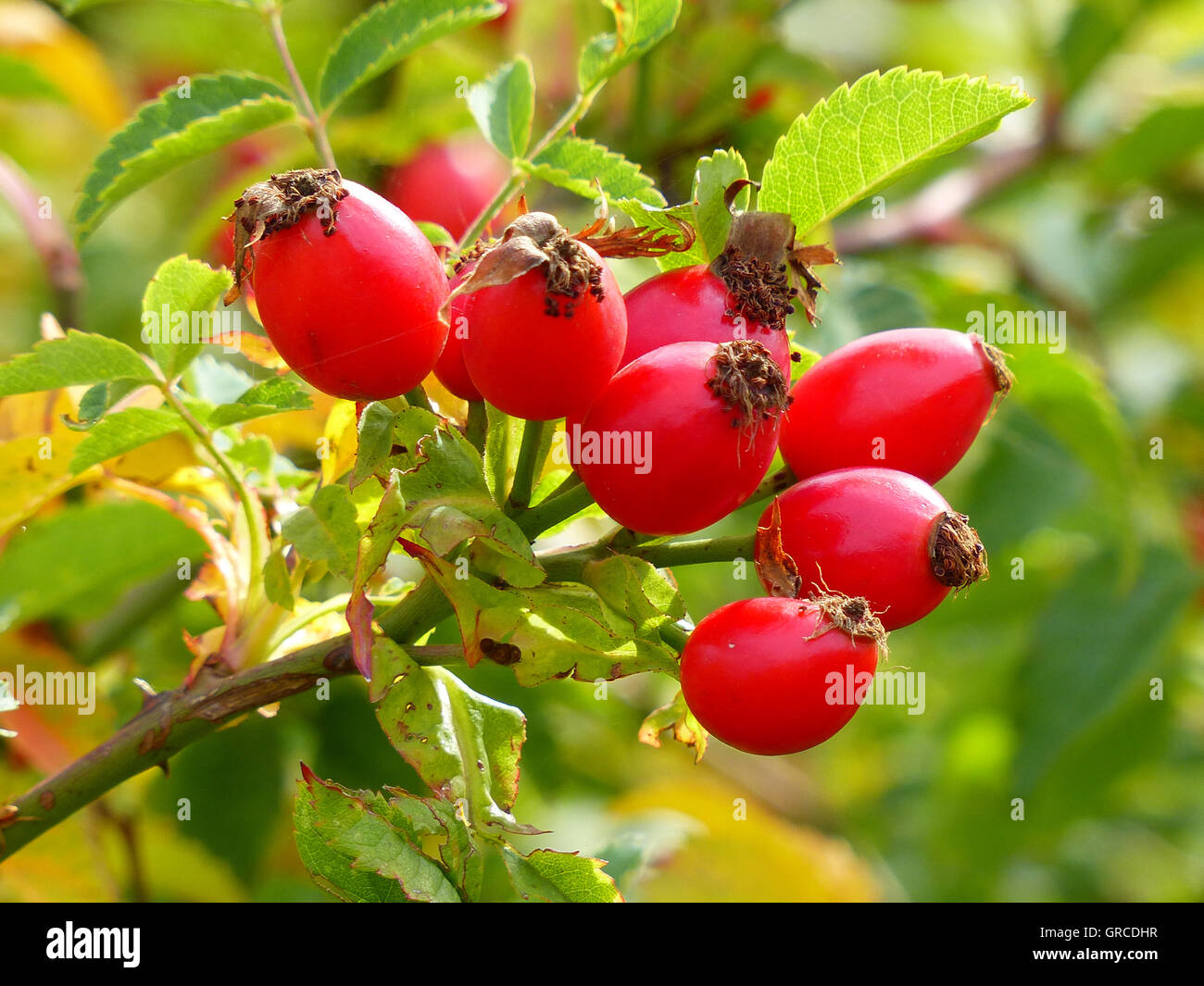 Rosehips hi-res stock photography and images - Alamy