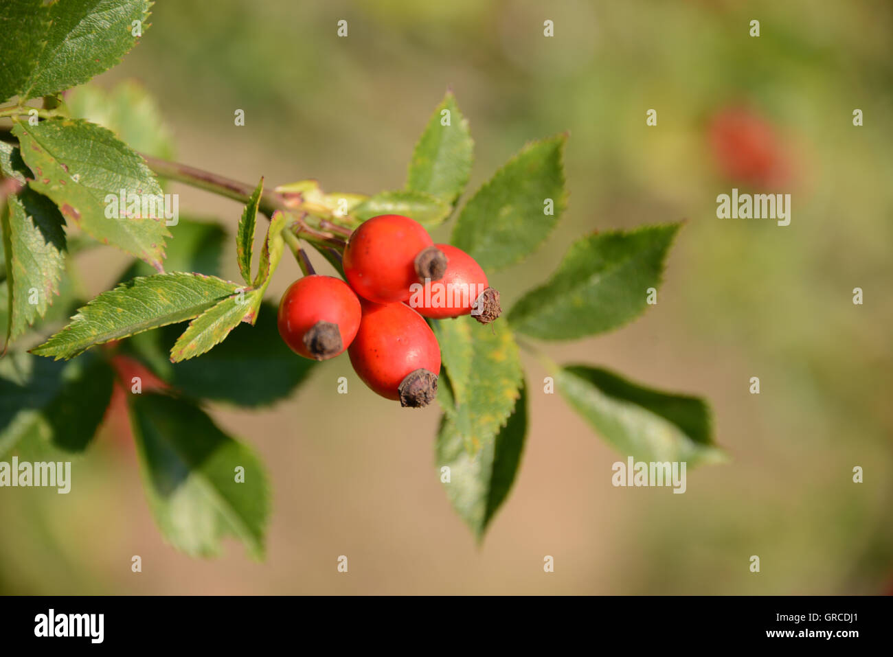 Ripe Red Rosehips Stock Photo - Alamy